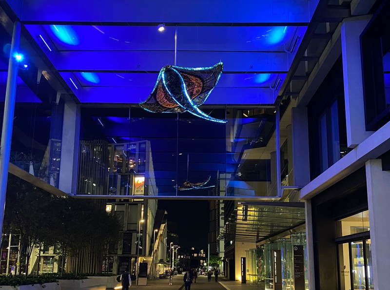 Clear Control | Barangaroo Rays